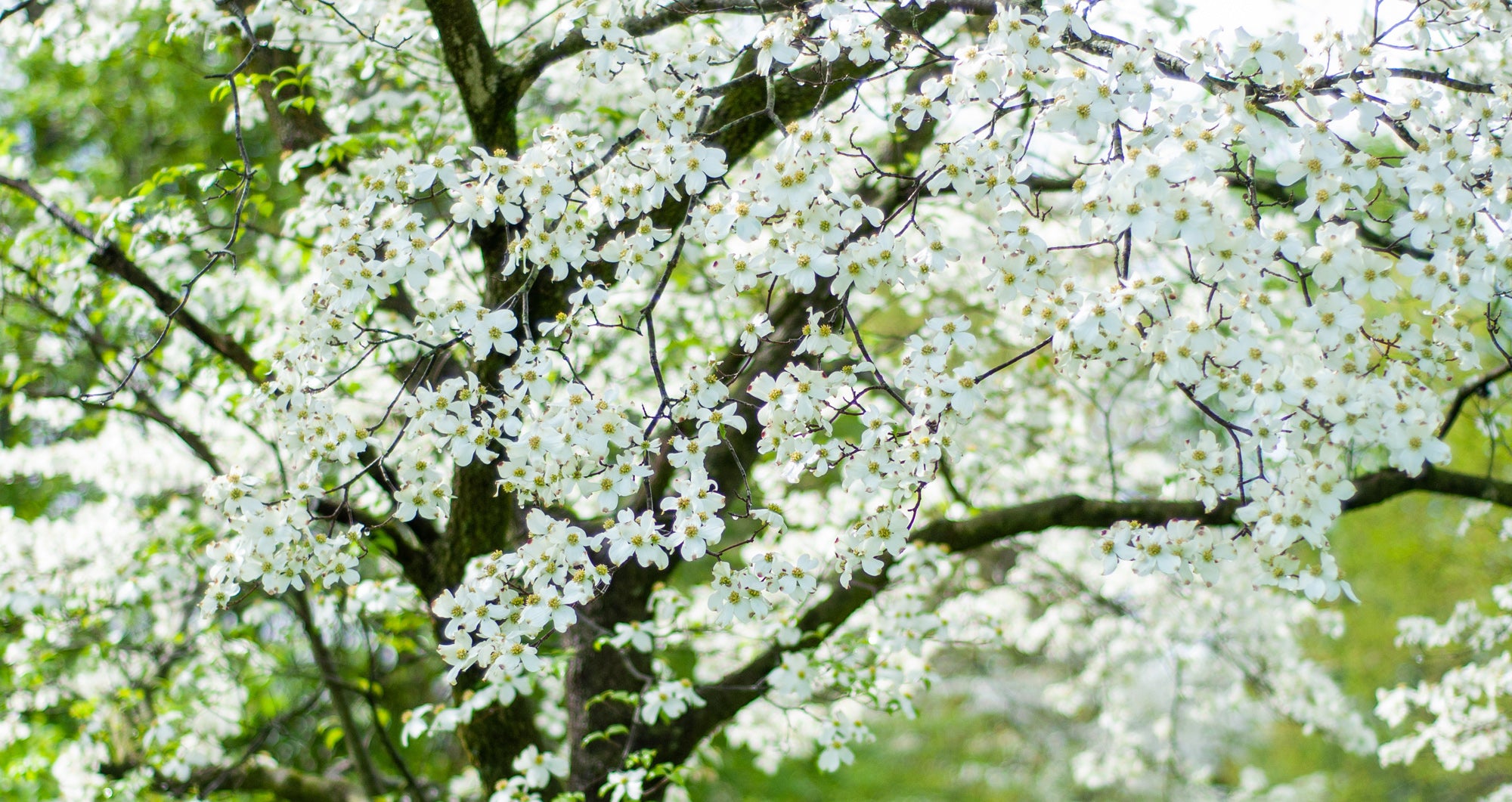Ornamental Trees Online Trees