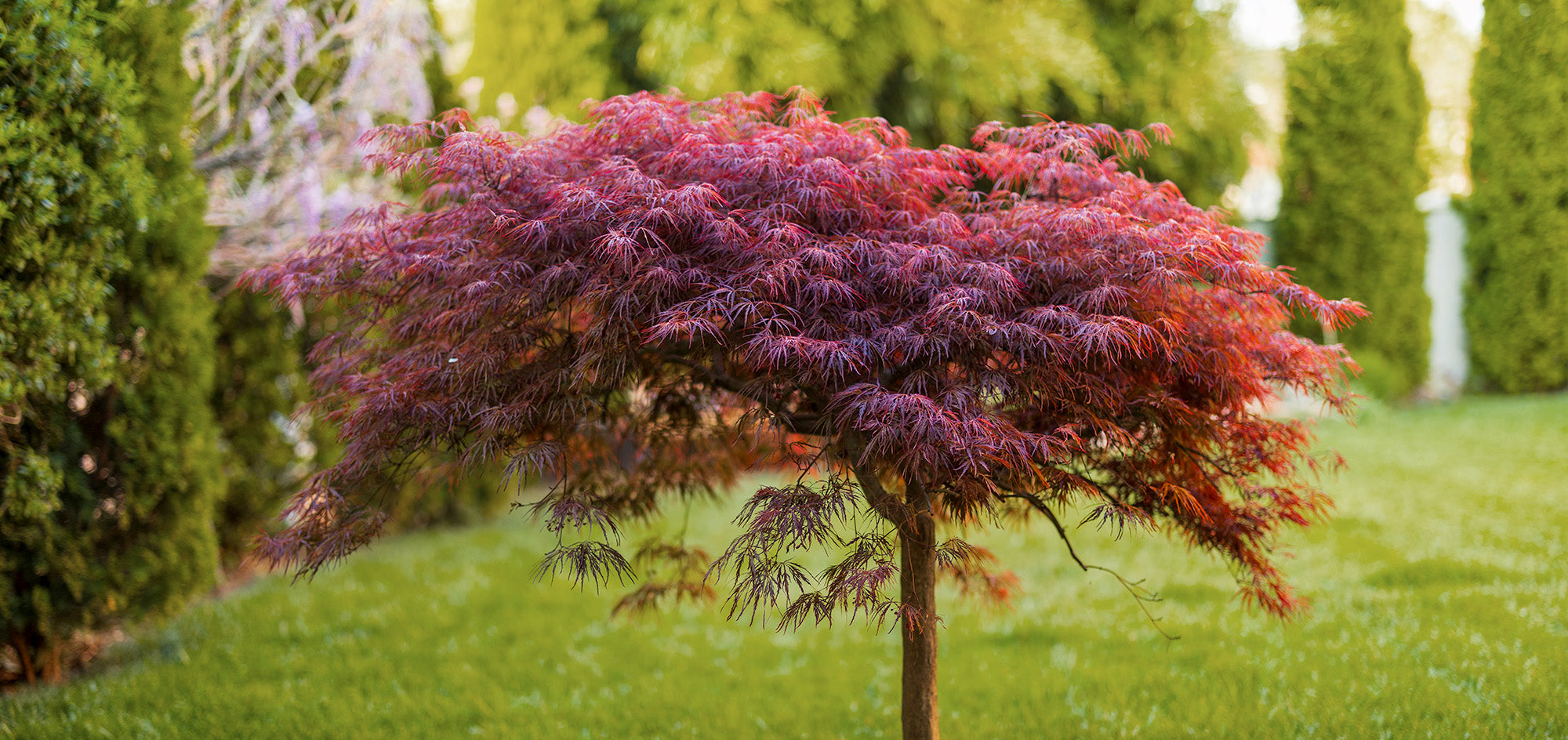 Shade Trees – Online Trees