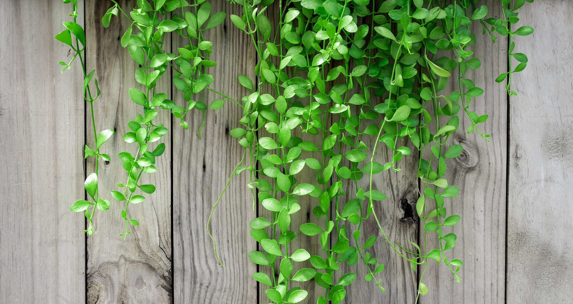 Vines – Online Trees