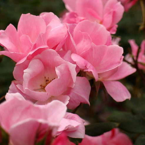 Blushing Knock Out® Rose – Online Trees