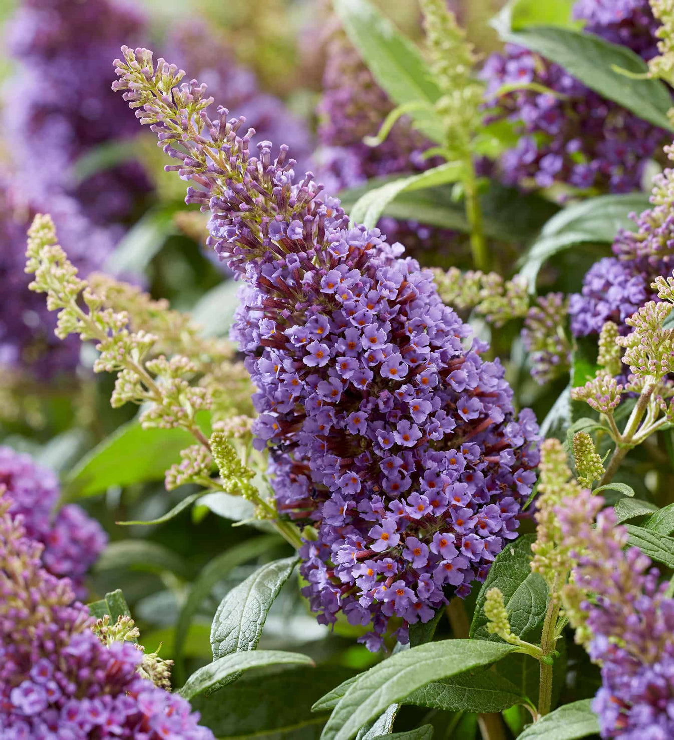 Butterfly Candy™ 'Lil Lavender'™ (Buddleia davidii 'Butterfly Candy ...