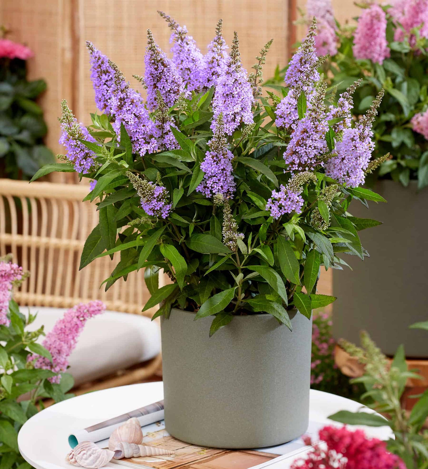 Butterfly Candy™ 'Lil Lavender'™ (Buddleia davidii 'Butterfly Candy ...