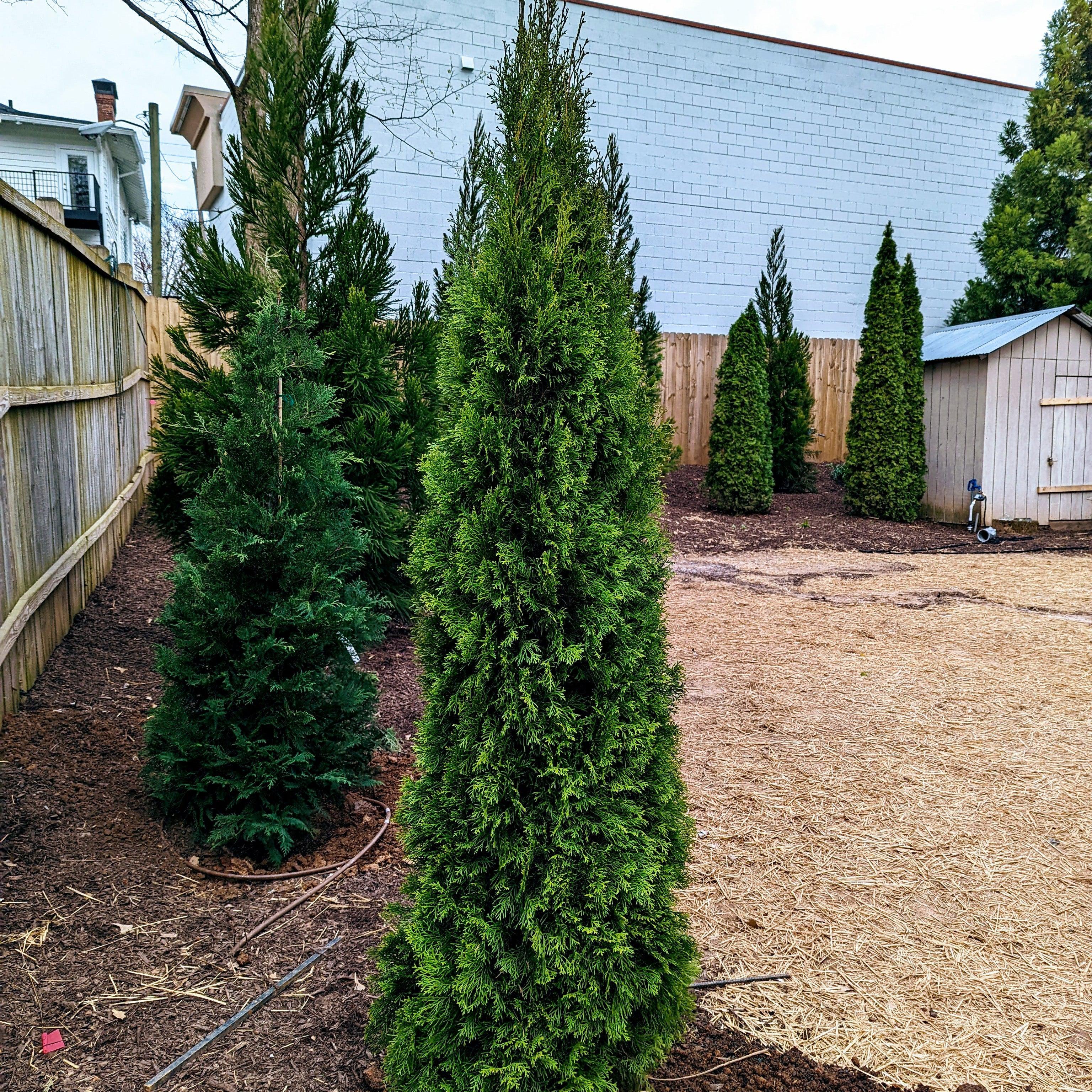 Emerald Green Arborvitae – Online Trees