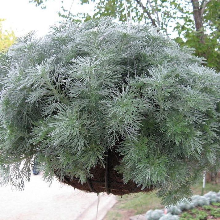 Silver Mound Wormwood, Ghost Plant – Online Trees