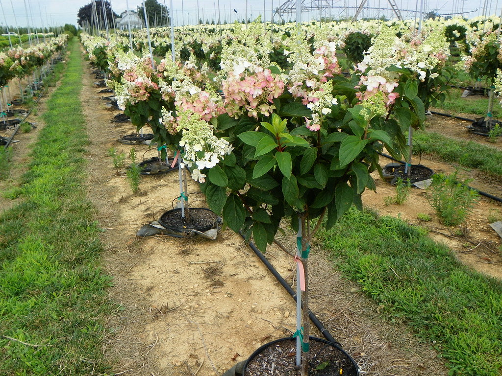 Pinky Winky® Hydrangea (Hydrangea paniculata 'DVP Pinky') – Online Trees