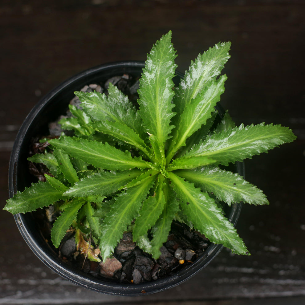 Cardinal Flower Online Trees