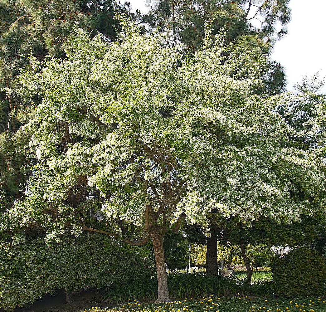 Chinese Fringe Tree – Online Trees