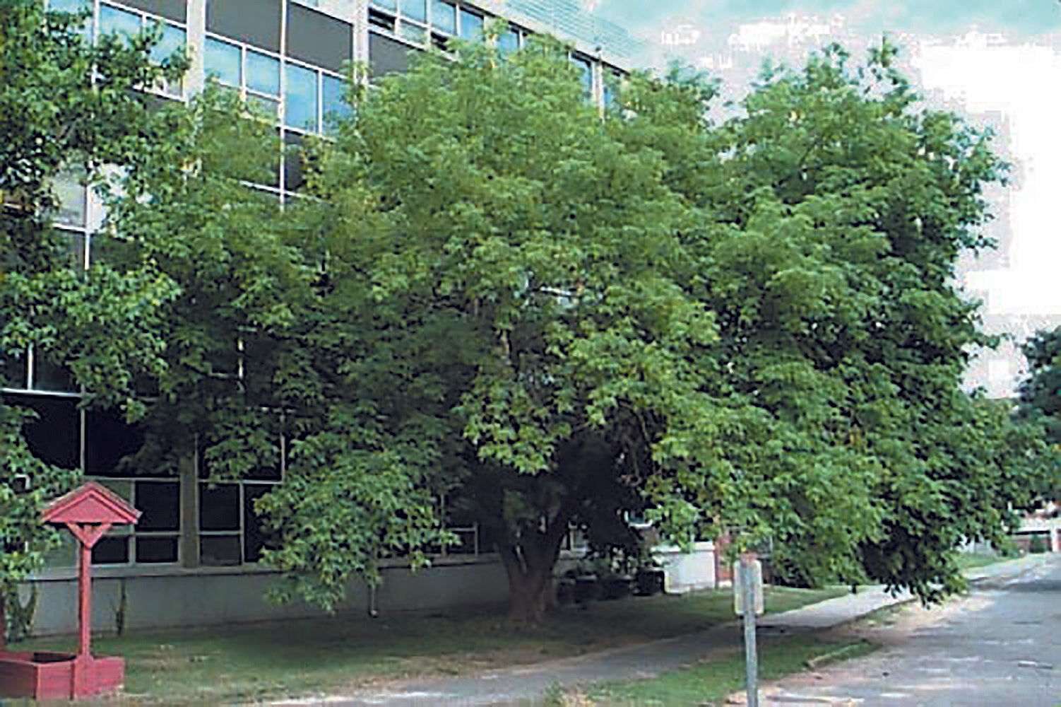 Green Box Elder Tree – Online Trees