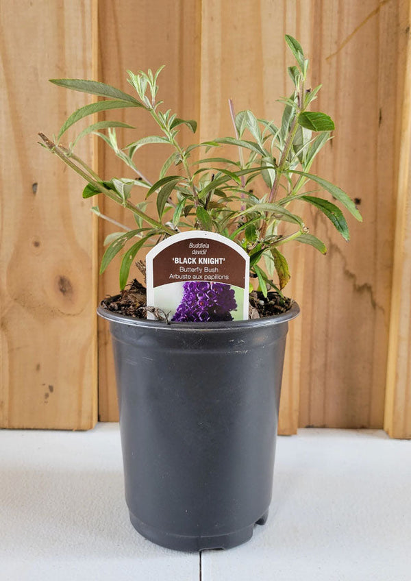 Black Knight Butterfly Bush | Buddleia davidii 'Black Knight' | Quart ...