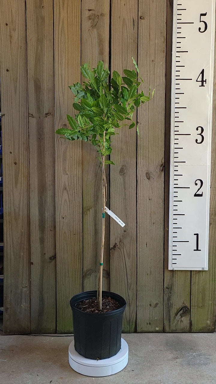 Blue Chinese Wisteria Tree | Wisteria sinensis – Online Trees