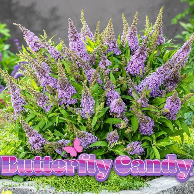 Butterfly Candy™ 'Lil Lavender'™ (Buddleia davidii 'Butterfly Candy ...