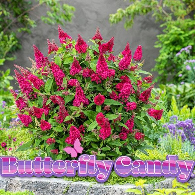 Butterfly Candy™ 'Lil Raspberry'™ (Buddleia Butterfly Candy™ Lil' Rasp ...
