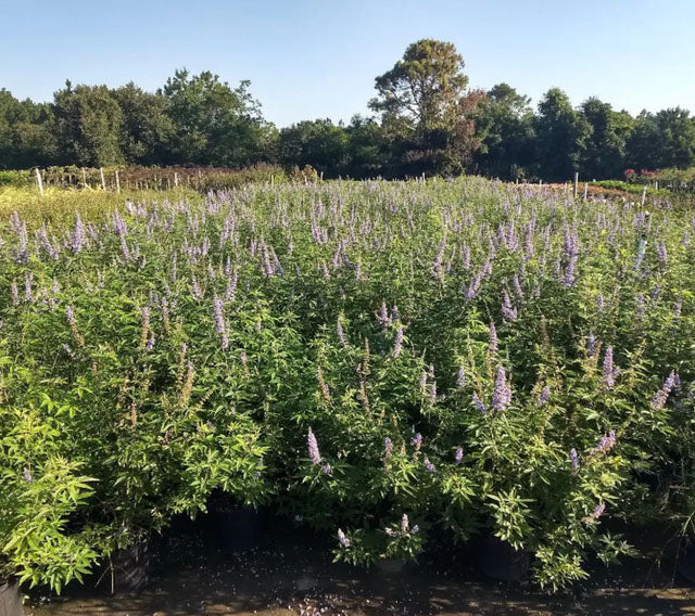 Shoal Creek Chaste Tree | Vitex angus castus 'Shoal Creek' | Quart, 1 ...