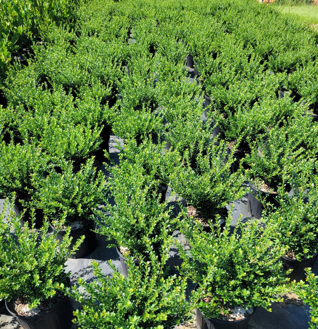 Compact Japanese Holly | Ilex crenata Compacta | Quart, 1, & 3 Gallon ...