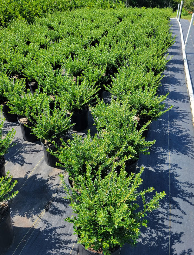 Compact Japanese Holly | Ilex crenata Compacta | Quart, 1, & 3 Gallon ...