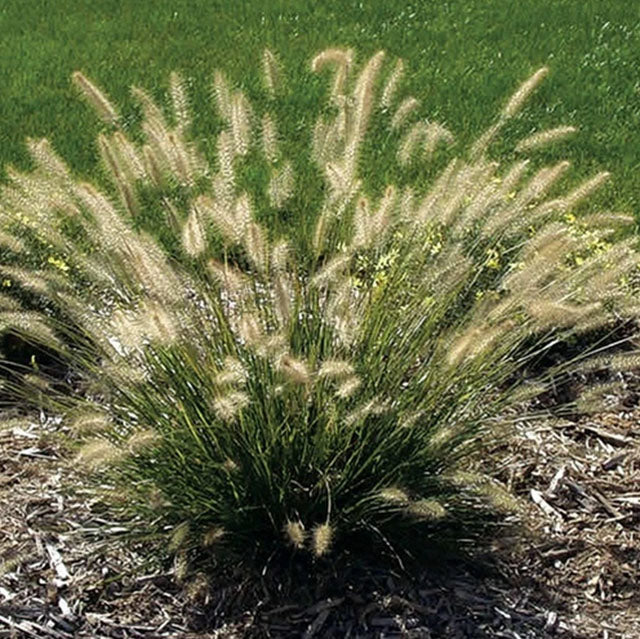 Dwarf Fountain Grass (Pennisetum alopecuroides 'Hameln') – Online Trees