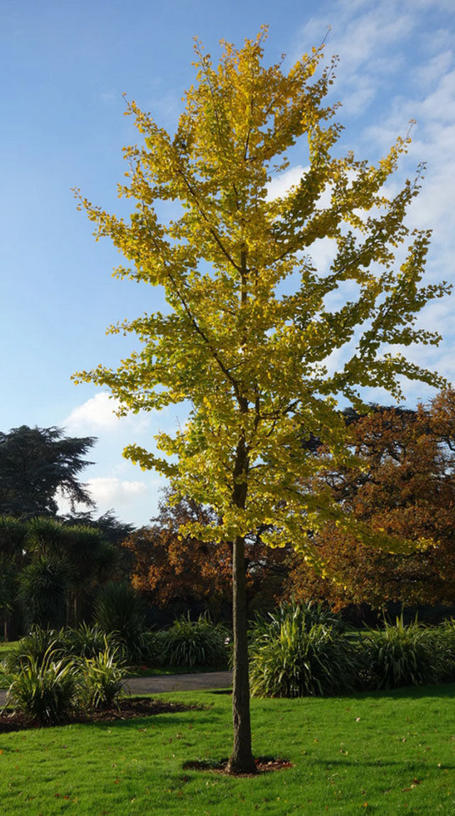 Ginkgo Tree ( Male) | Gingko biloba Maidenhair Tree | Quarts, 1 Gal ...