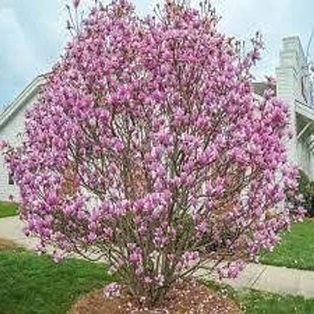 Jane Magnolia Tulip Tree (Magnolia x 'Jane') – Online Trees
