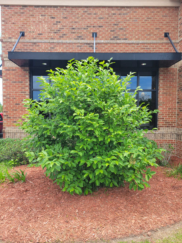 Jane Magnolia Tulip Tree (Magnolia x 'Jane') – Online Trees