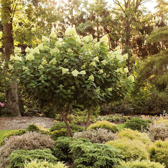 Limelight Hydrangea Tree – Online Trees