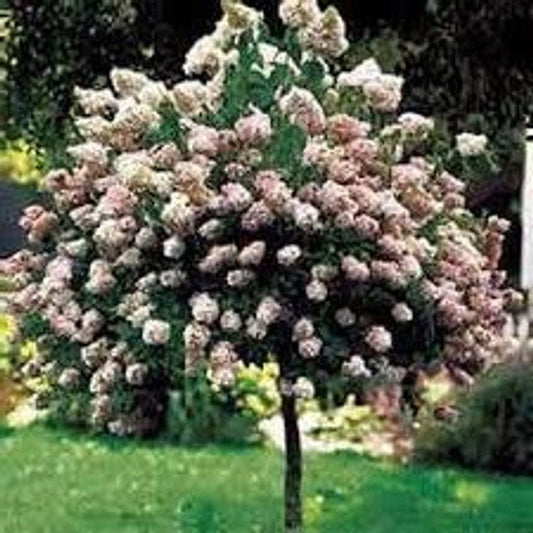Pinky Winky® Tree Hydrangea (Hydrangea paniculata 'DVP Pinky') – Online ...