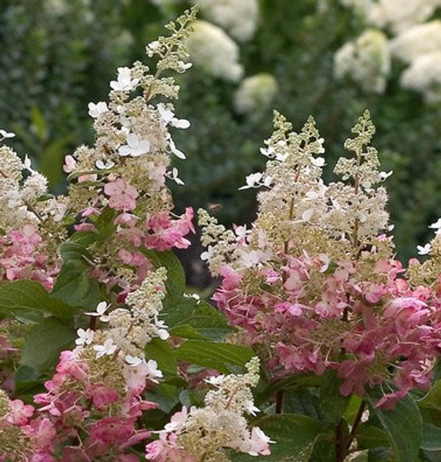 Pinky Winky® Tree Hydrangea (Hydrangea paniculata 'DVP Pinky') – Online ...