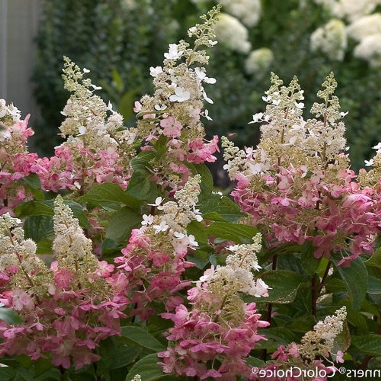 Pinky Winky® Tree Hydrangea (Hydrangea paniculata 'DVP Pinky') – Online ...