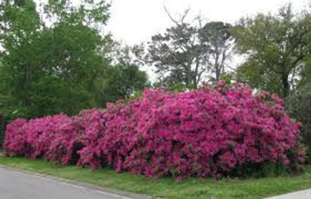 Purple Formosa Indica Azalea | Rhodendron Azalea indica 'Formosa' | 3 ...