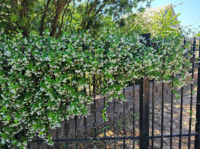 Star Jasmine Vine (Trachelospermum jasminoides) – Online Trees