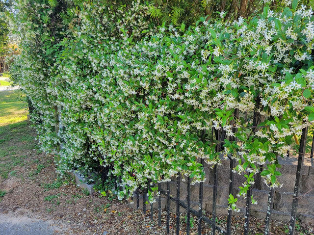 Star Jasmine Vine (Trachelospermum jasminoides) – Online Trees